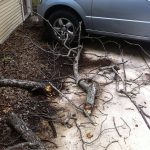How to Dispose of Tree Branches - 8 Effective Ways