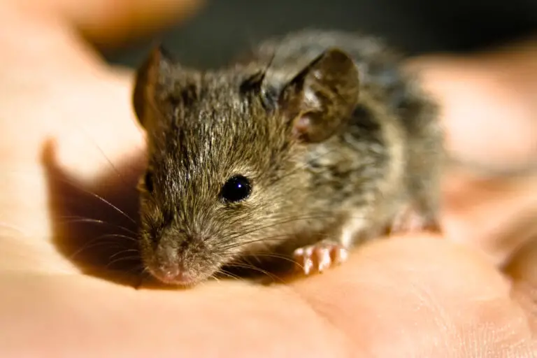 How To Get Rid Of A Live Mouse - Easy and Effect Way